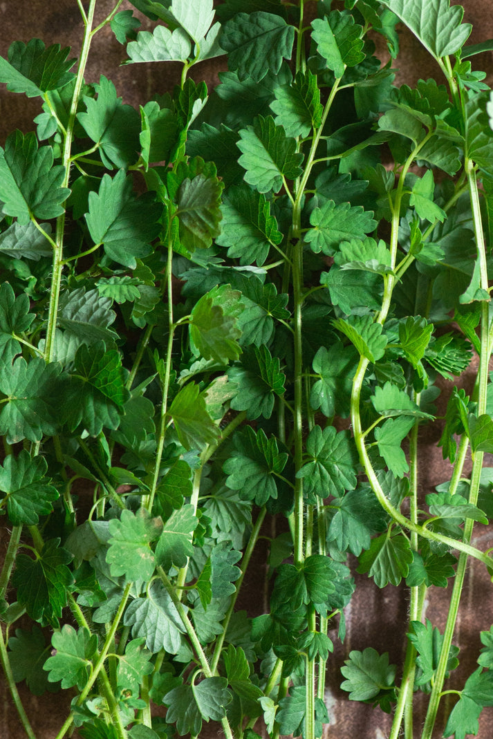 Salad Burnet – ISLAND ORGANICS BALI