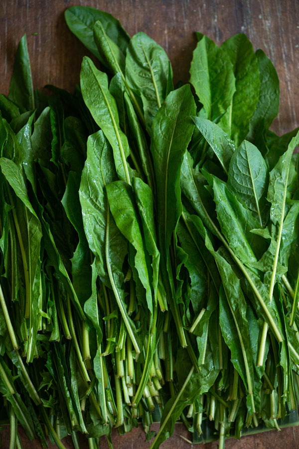 Chicory - Italian Dandelion Green/Red – ISLAND ORGANICS BALI